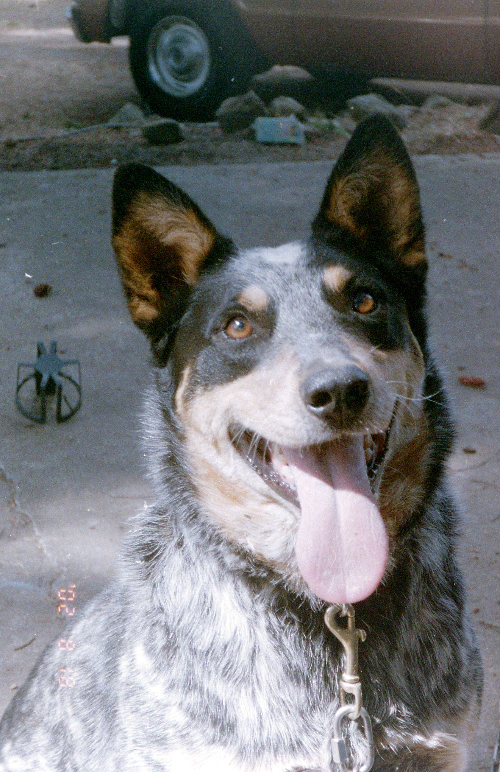 Australian Cattle Dog Information, Facts, Pictures, Training and Grooming