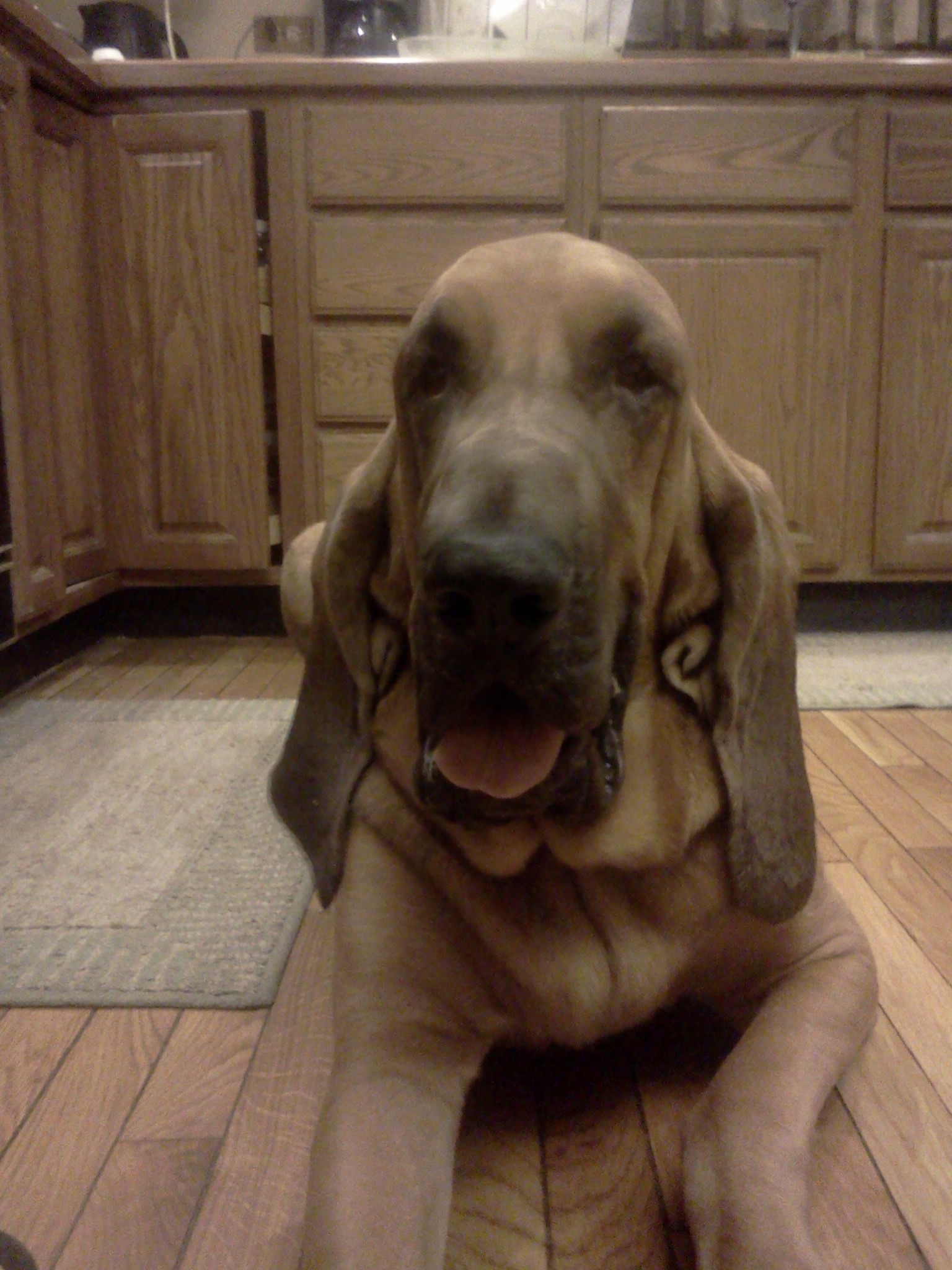 Bloodhound Information, Facts, Pictures, Training and Grooming