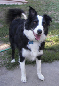 Border Collie Information, Facts, Pictures, Training and Grooming