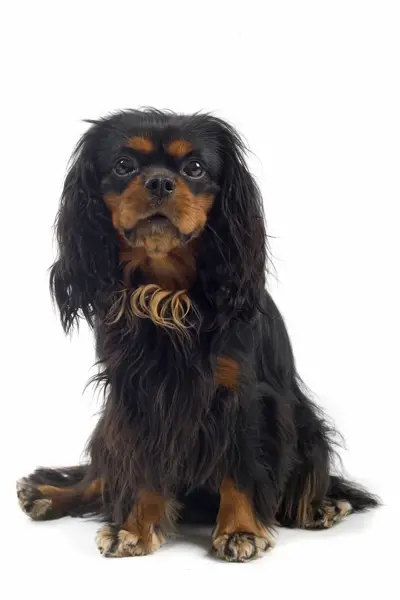 English Toy Spaniel Information, Facts, Pictures, Training and Grooming