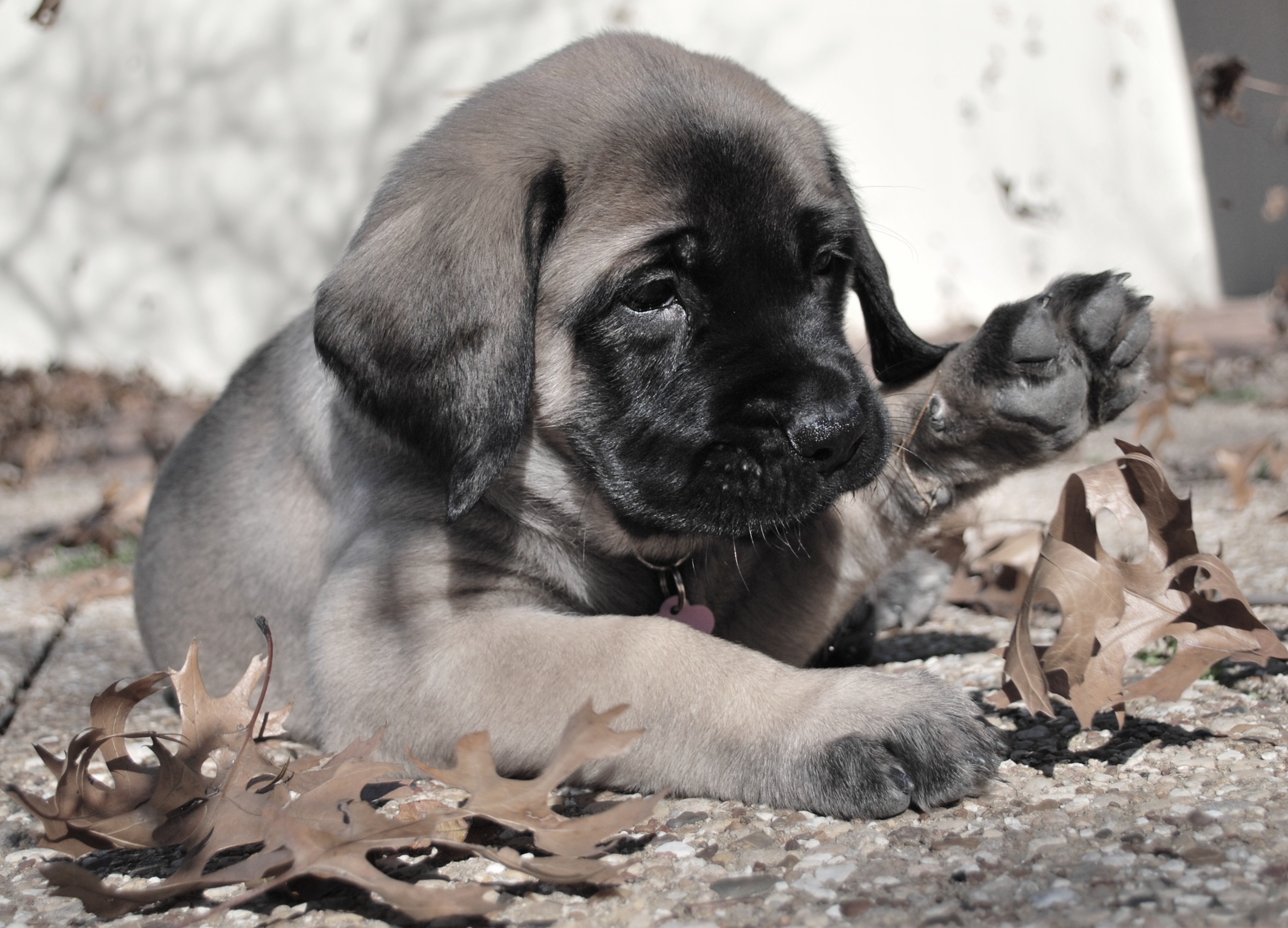 Mastiff Information, Facts, Pictures, Training and Grooming