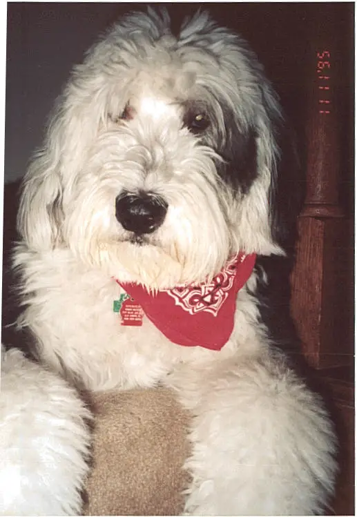 Old English Sheepdog Information, Facts, Pictures, Training and Grooming