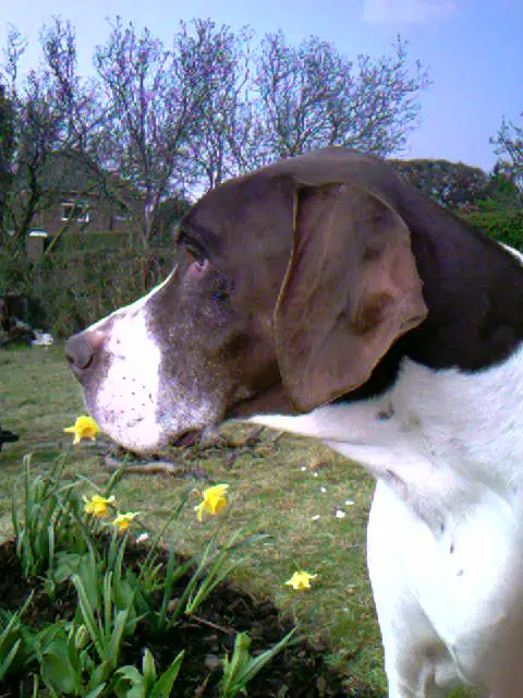 Pointer Information, Facts, Pictures, Training and Grooming
