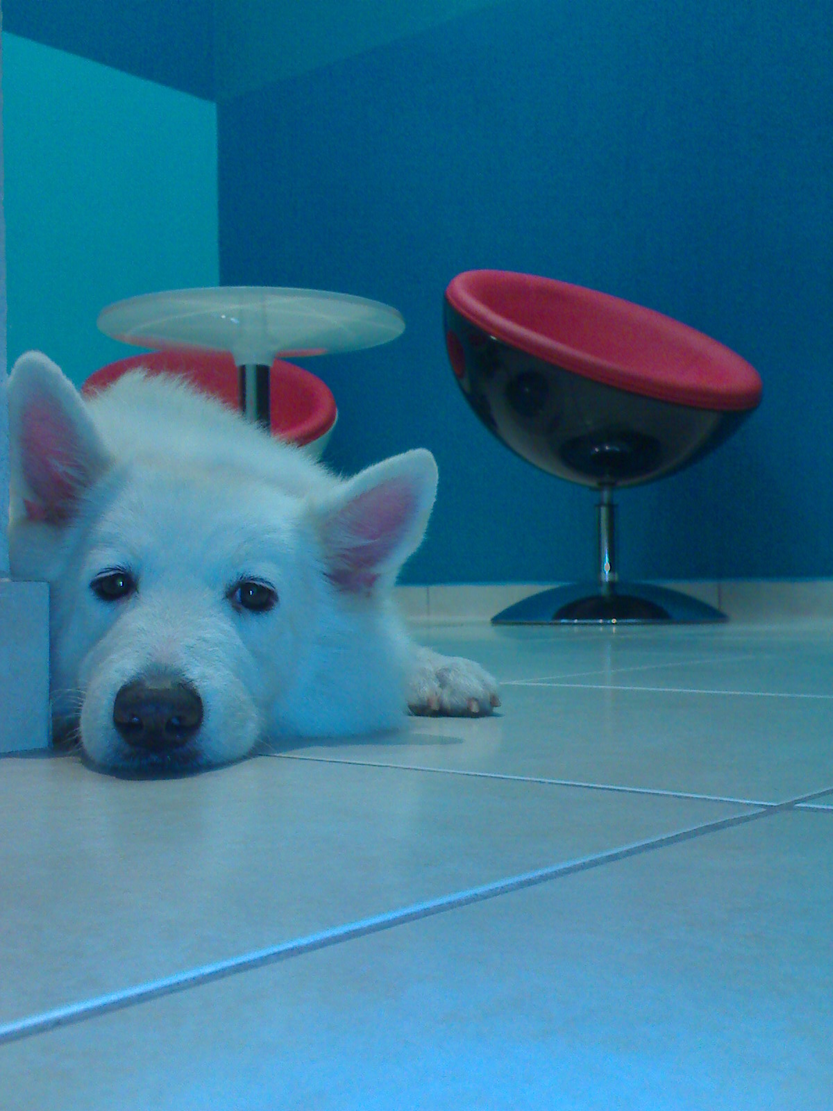 Samoyed Information, Facts, Pictures, Training and Grooming