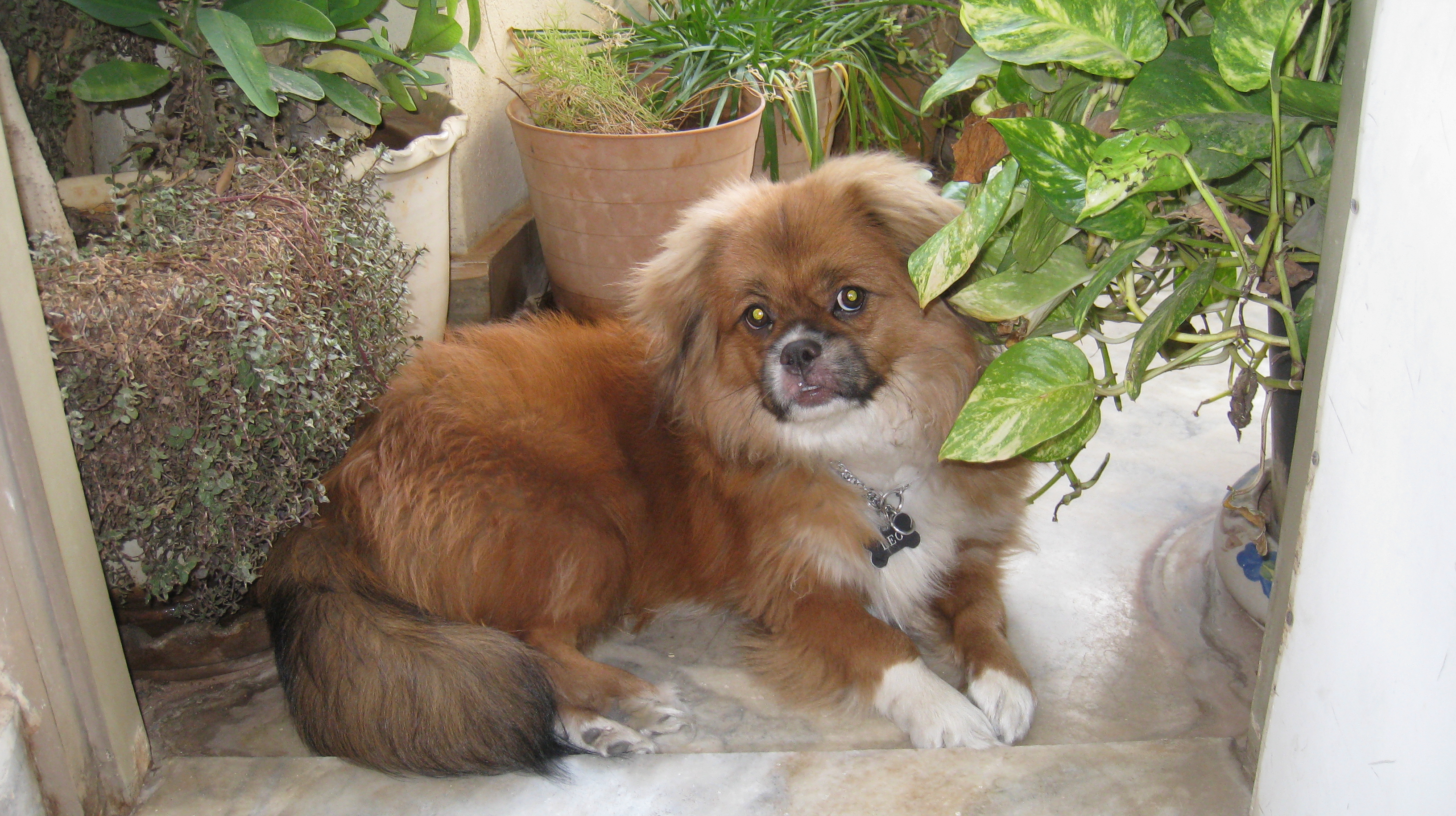 Tibetan Spaniel Information, Facts, Pictures, Training and Grooming