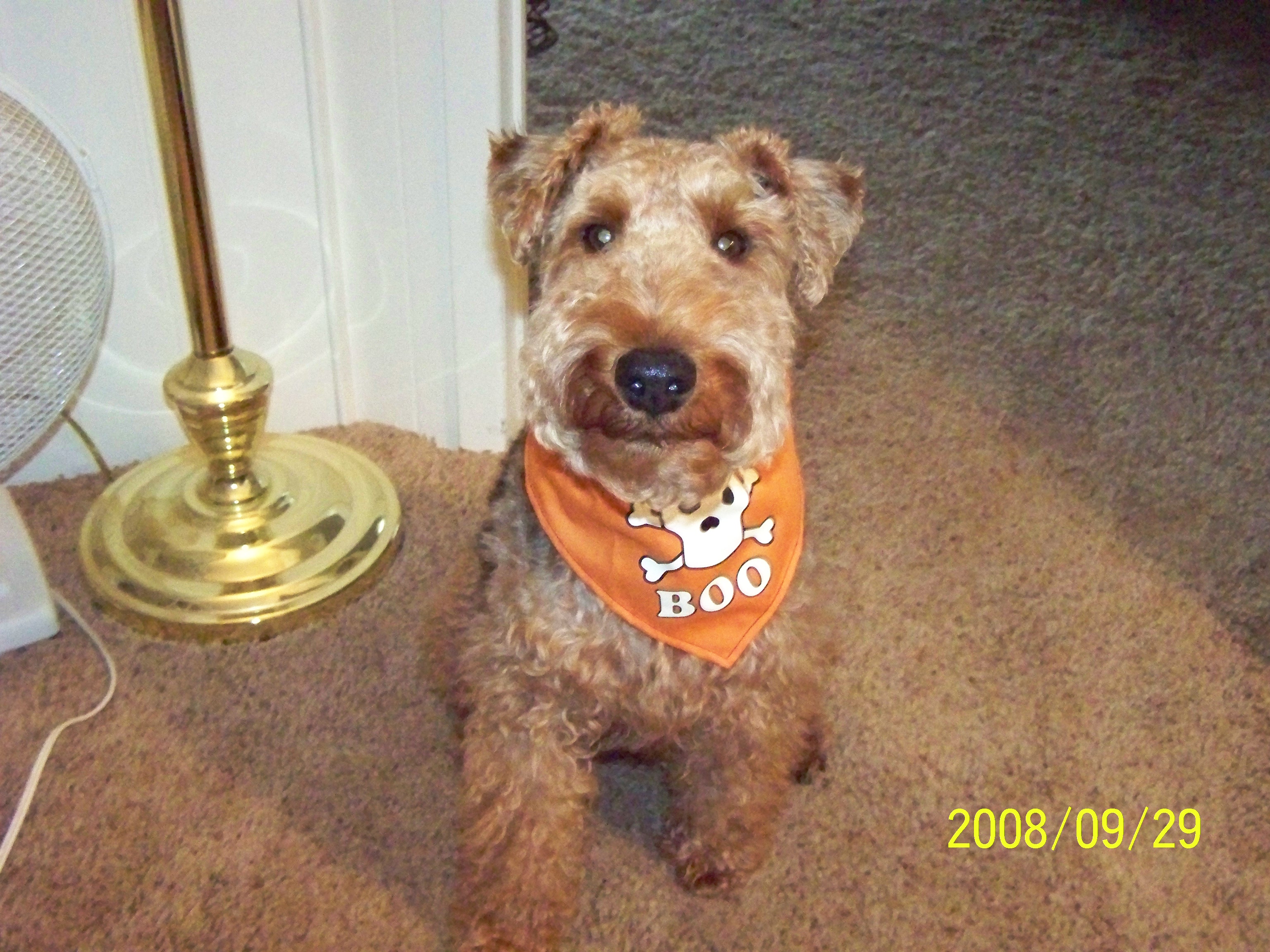 Welsh Terrier Information, Facts, Pictures, Training and Grooming