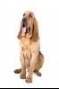Bloodhound Photos