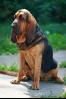 Bloodhound Information, Facts, Pictures, Training and Grooming