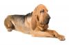 Bloodhound Information, Facts, Pictures, Training and Grooming