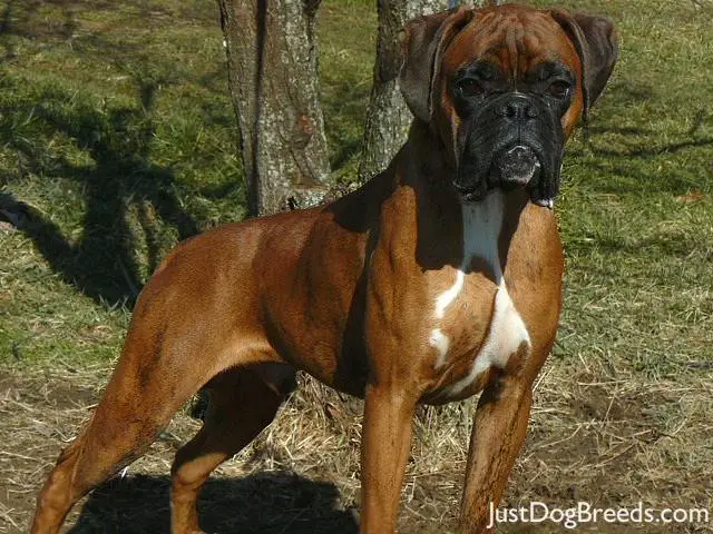 Tito - Boxer - Dog Breeds