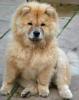 Chow Chow Information, Facts, Pictures, Training and Grooming