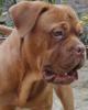 Dogue de Bordeaux Information, Facts, Pictures, Training and Grooming