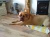 Dogue de Bordeaux Information, Facts, Pictures, Training and Grooming