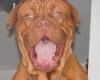 Dogue de Bordeaux Information, Facts, Pictures, Training and Grooming