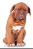 Dogue de Bordeaux Information, Facts, Pictures, Training and Grooming