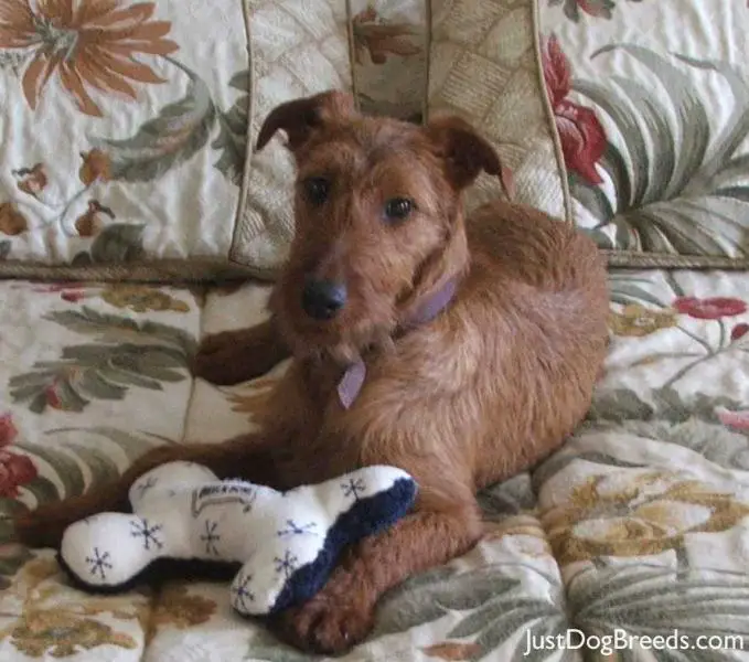Reagan\'s Copper Penny - Irish Terrier - Dog Breeds