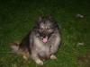 Keeshond Information, Facts, Pictures, Training and Grooming
