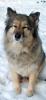 Keeshond Information, Facts, Pictures, Training and Grooming
