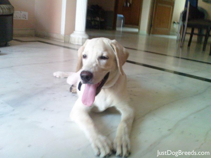 Labrador Retriever Just Dog Breeds