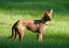 Pharaoh Hound Information, Facts, Pictures, Training and Grooming
