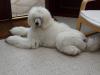 Standard Poodle Information, Facts, Pictures, Training and Grooming
