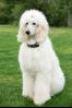 Standard Poodle Information, Facts, Pictures, Training and Grooming