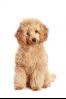 Standard Poodle Information, Facts, Pictures, Training and Grooming