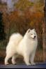 Samoyed Photos