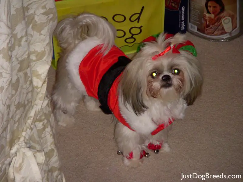 Suki - Shih Tzu - Dog Breeds