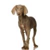 Submit a photo of your Weimaraner