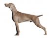 Submit a photo of your Weimaraner